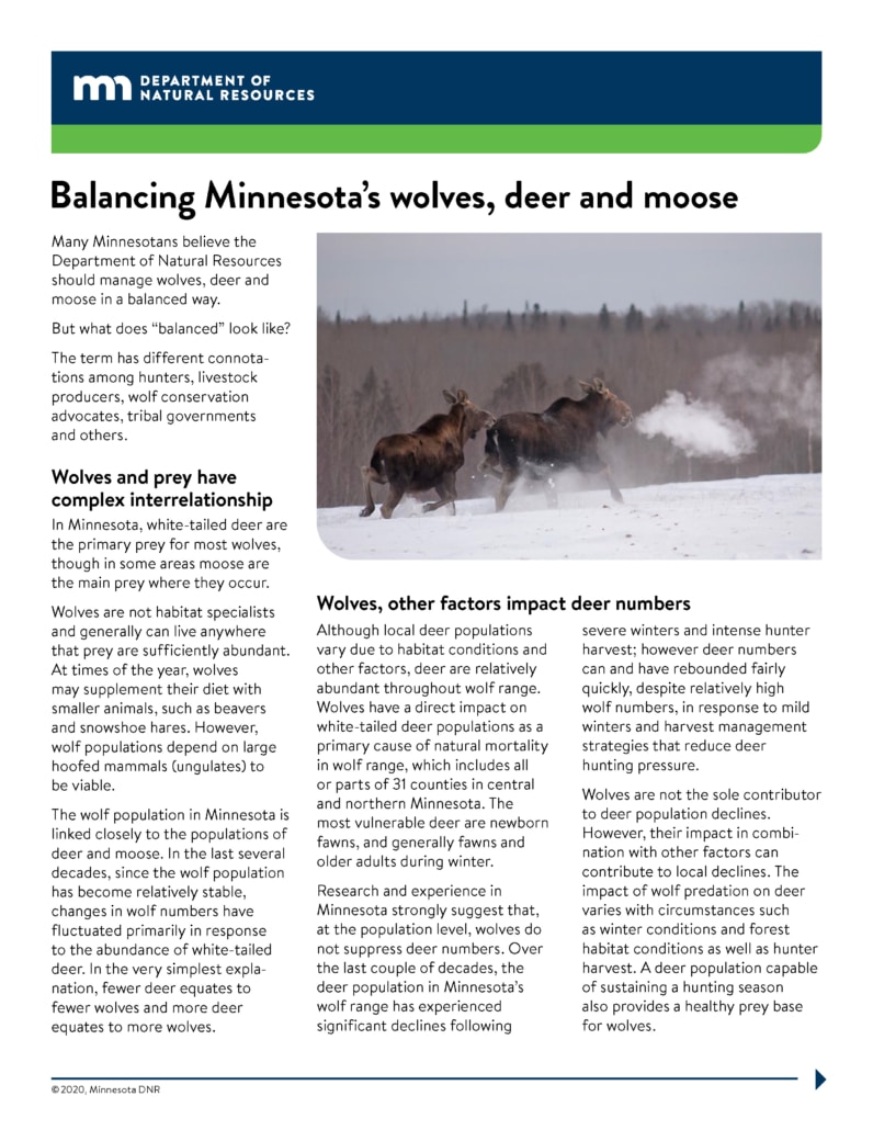 MN Wolf management plan update | International Wolf Center