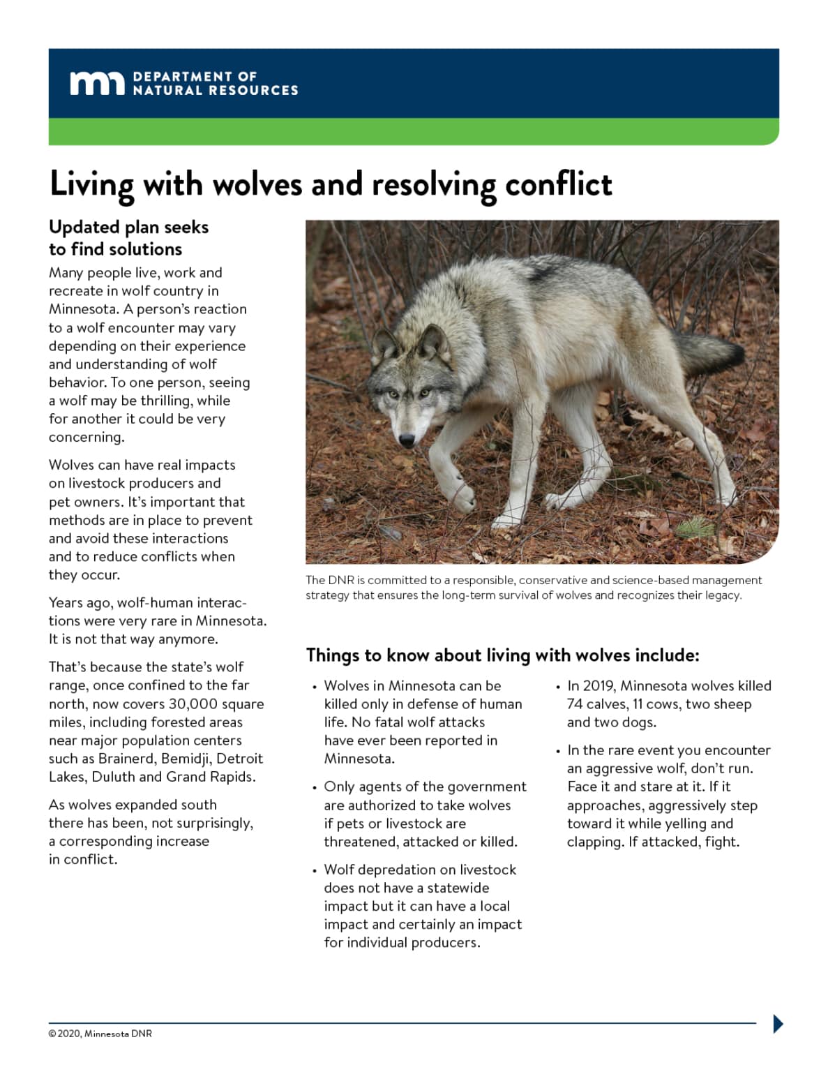MN Wolf management plan update | International Wolf Center