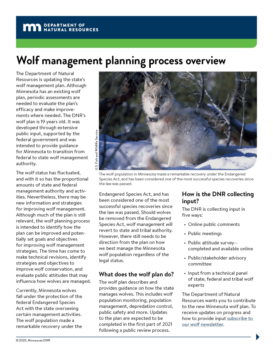 MN Wolf management plan update | International Wolf Center
