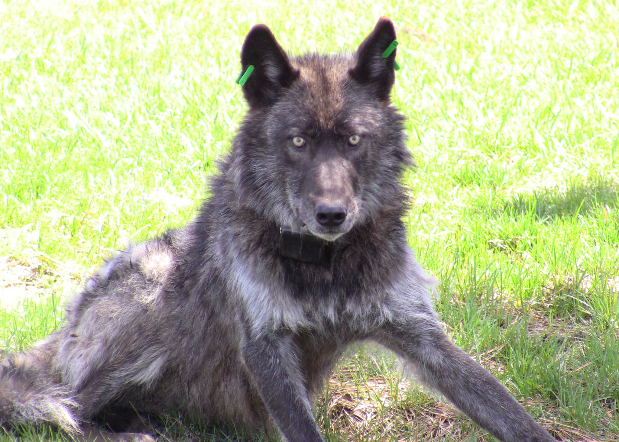 Oregon | International Wolf Center