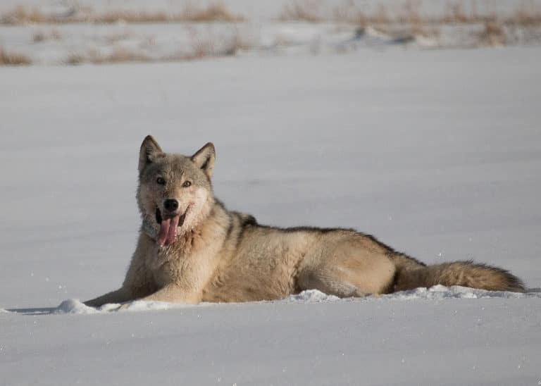 Oregon | International Wolf Center