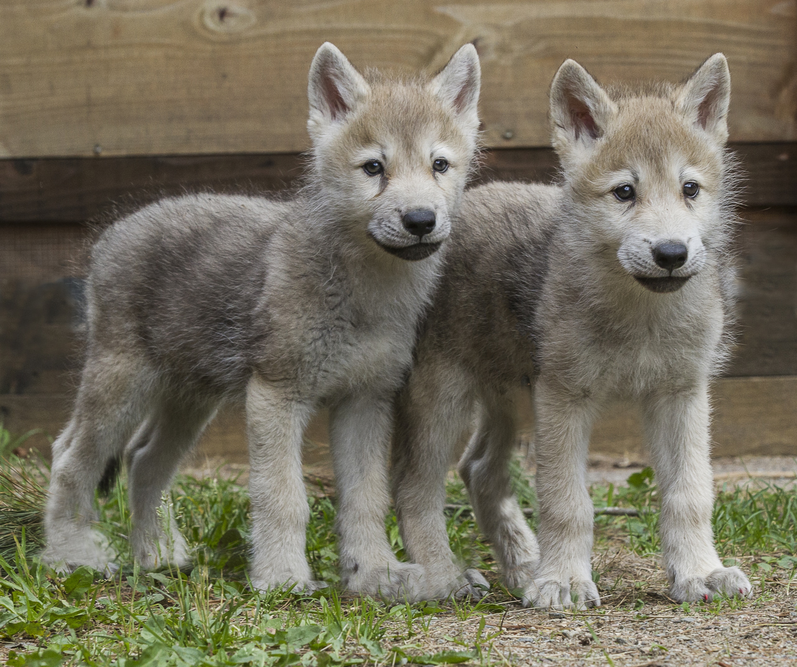 KGodfrey_Grayson_Axel_62116_GBLAXR_nostick | International Wolf Center