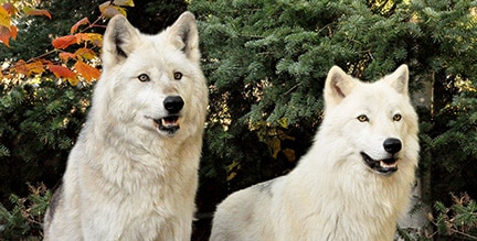 fall wolves | International Wolf Center