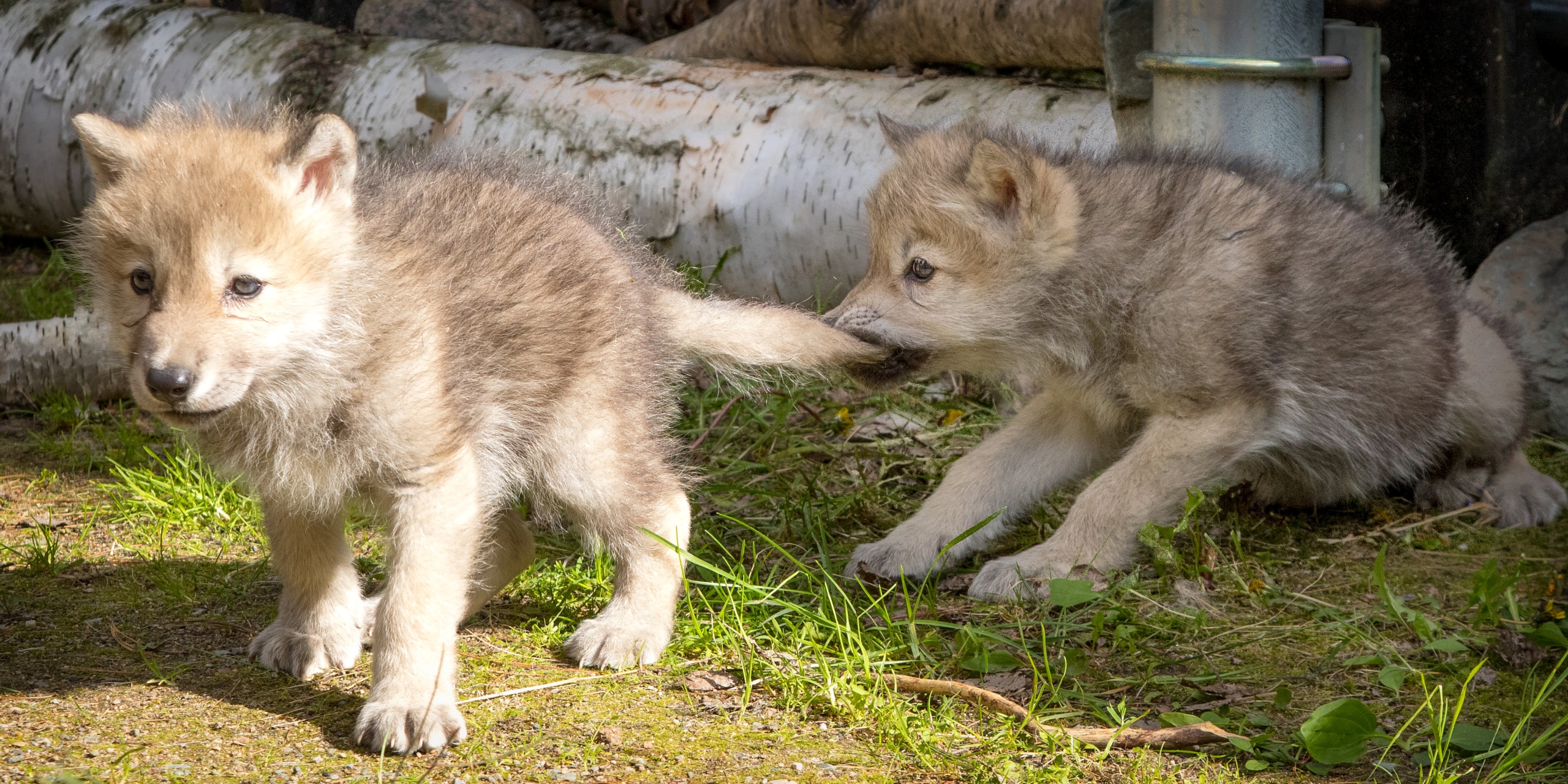 pups pull taill | International Wolf Center