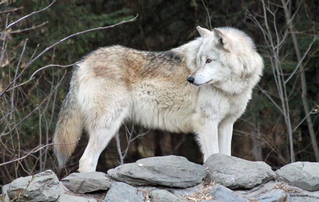 wolf2015 | International Wolf Center