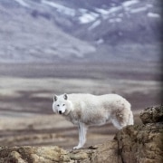 Canada | International Wolf Center