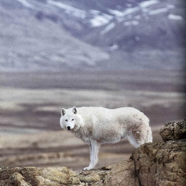 Canada | International Wolf Center