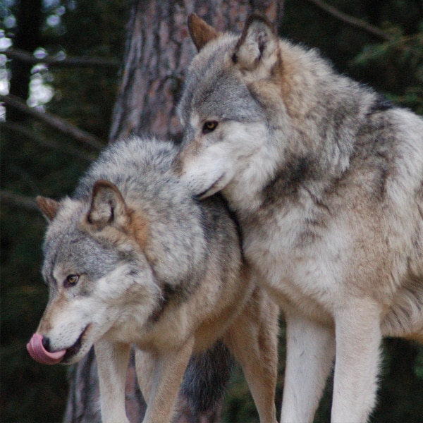 Canada | International Wolf Center