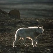 Europe | International Wolf Center