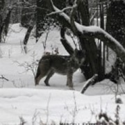 Europe | International Wolf Center