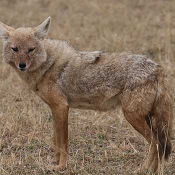 Africa | International Wolf Center