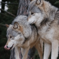 United States | International Wolf Center