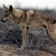 Asia | International Wolf Center