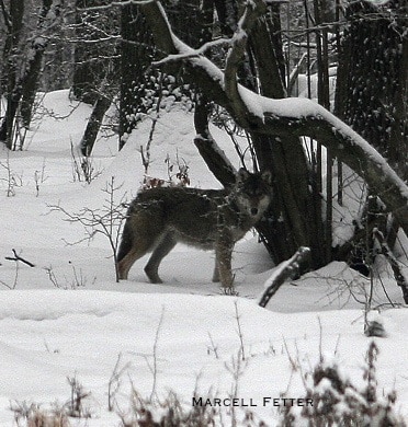 Asia | International Wolf Center