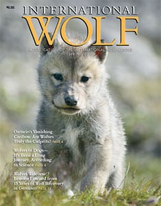cover_spring2016 | International Wolf Center