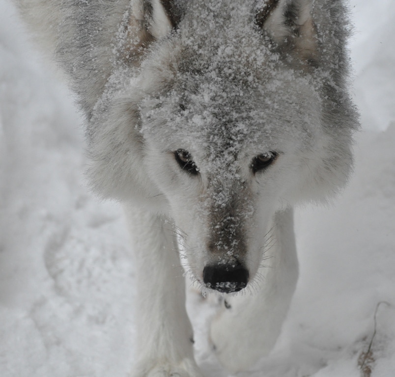 wcs_1_15_16GZ | International Wolf Center