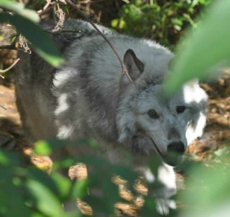 Grizzer – Calm and Collected | International Wolf Center