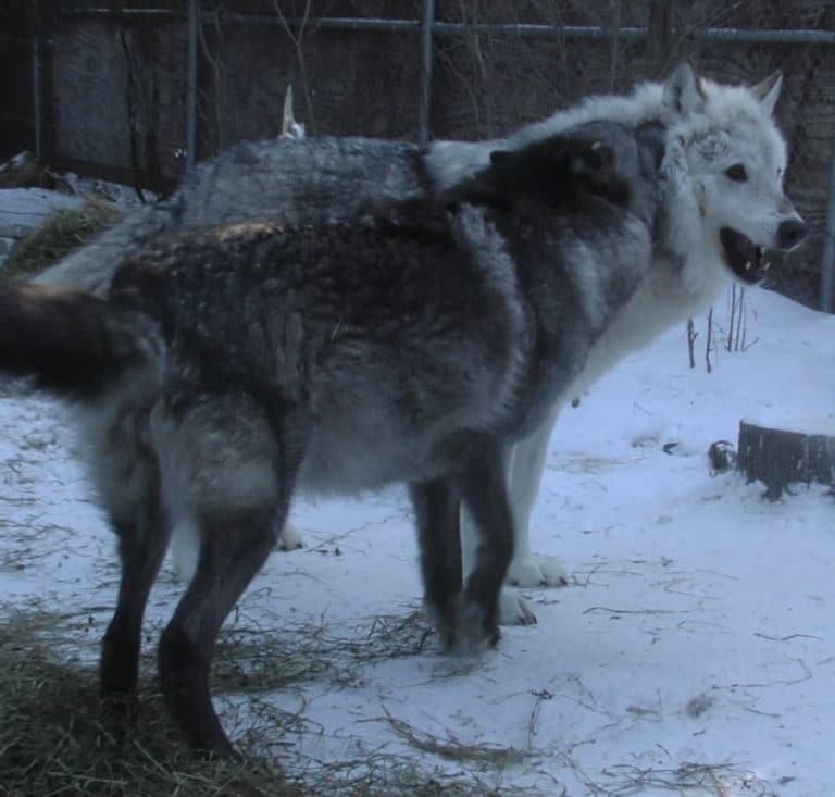Luna – Her Idea of Pair Bonding | International Wolf Center
