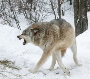 How do wolves communicate? | International Wolf Center