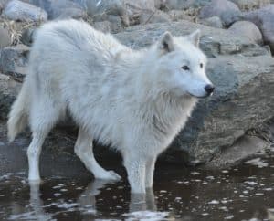 Wolf Biology and Behavior | International Wolf Center