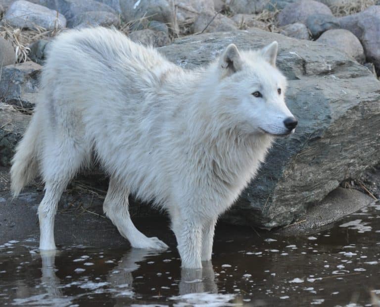Wolf Biology and Behavior | International Wolf Center