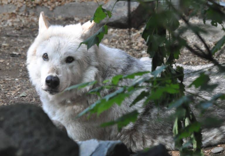 Grizzer – Maneuvering through the Vegetation | International Wolf Center