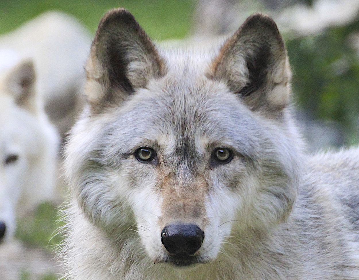 Aidan | International Wolf Center