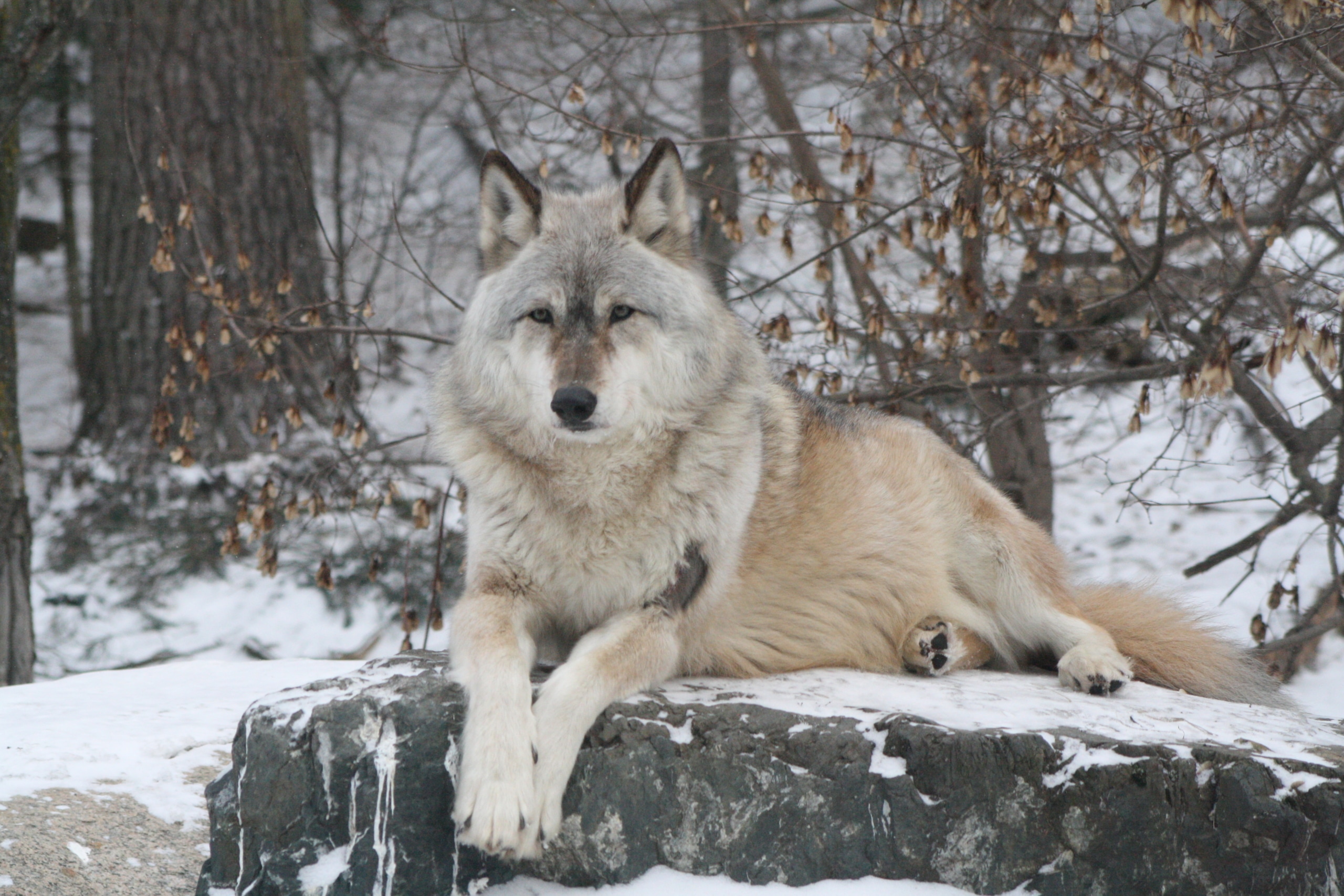 12_5_17_update_adian (2) | International Wolf Center