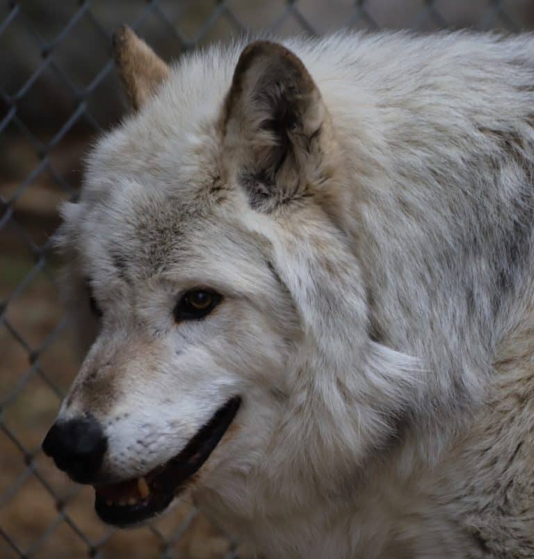 Grizzer – Looking Good | International Wolf Center