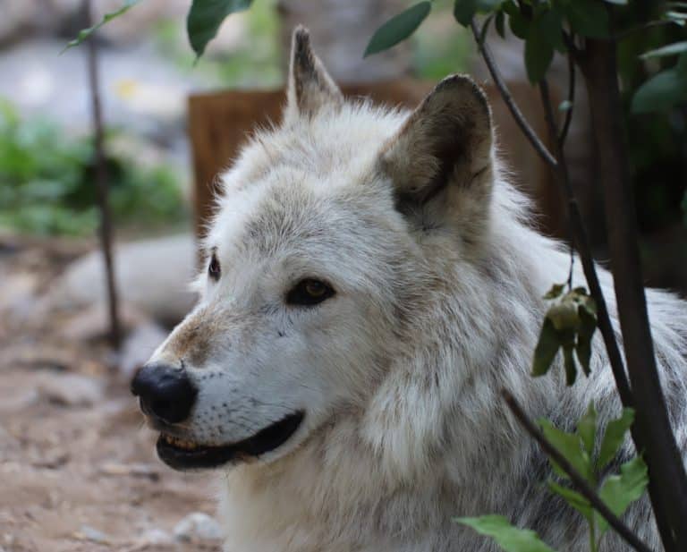 Grizzer – Grinning | International Wolf Center