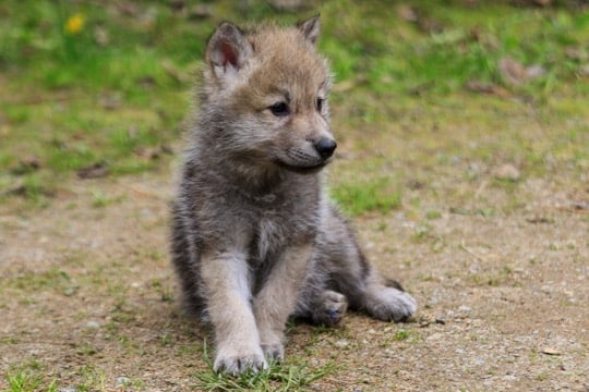 Wolf Biology and Behavior | International Wolf Center