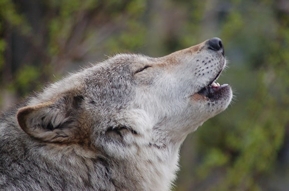 jess_at_wolfcare_2010-19 | International Wolf Center