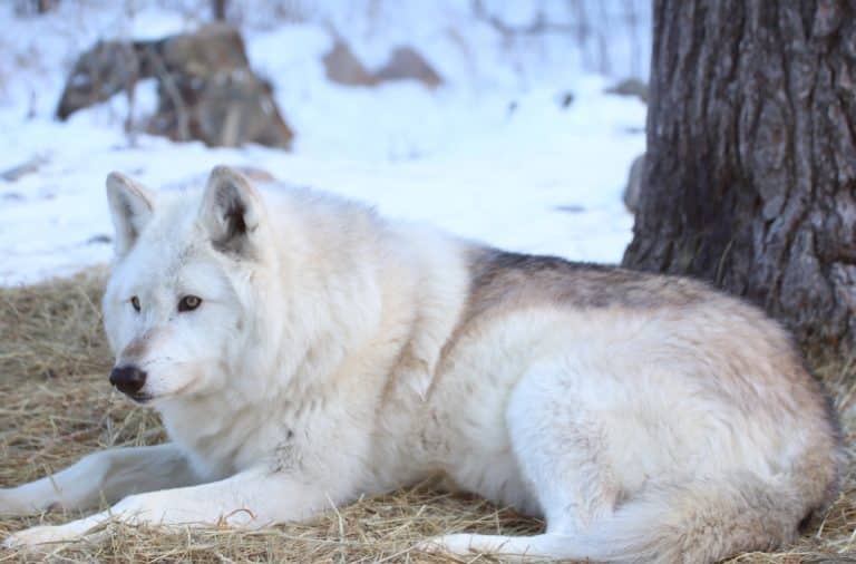 Vocabulary | International Wolf Center