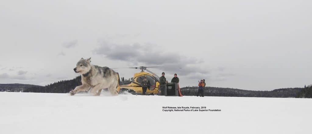 International Wolf Center Assists with Canadian Wolves Released at Isle ...