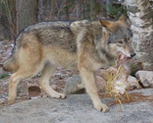 Wolf Families | International Wolf Center