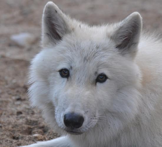 Grayson | International Wolf Center