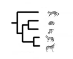 Basic Wolf Info | International Wolf Center