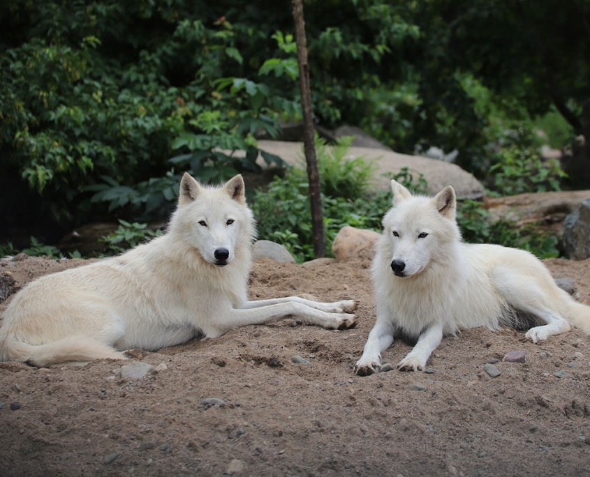 Meet Our Wolves | International Wolf Center
