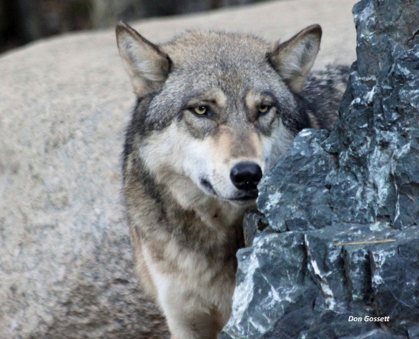 Meet Our Wolves | International Wolf Center