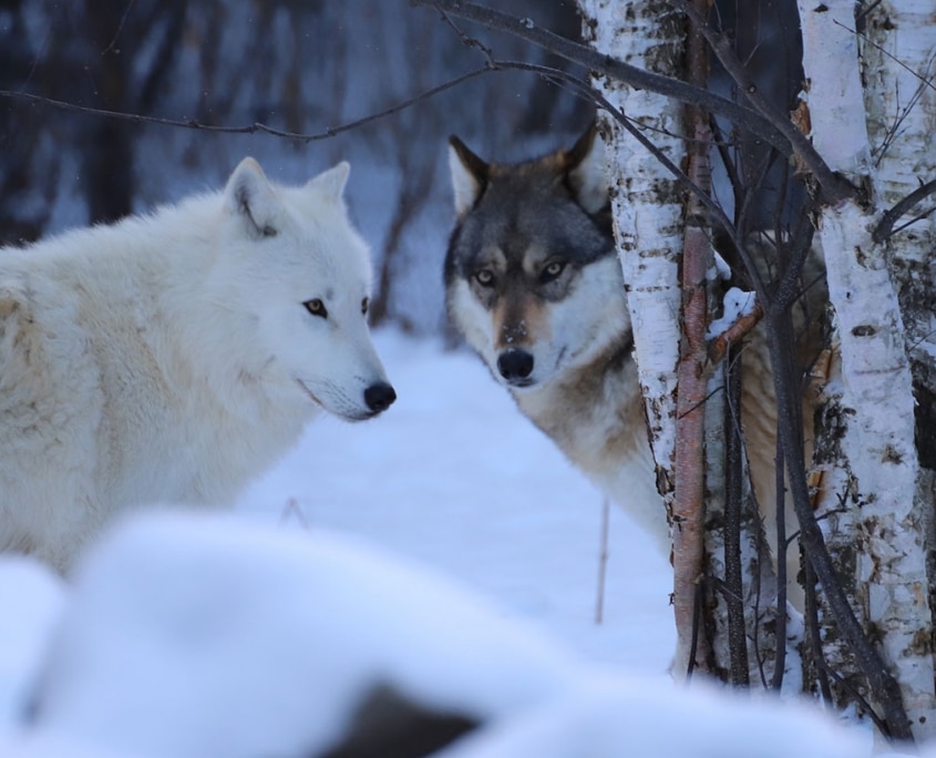 Meet Our Wolves | International Wolf Center