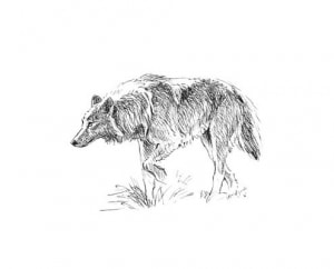 Wolves and Humans | International Wolf Center