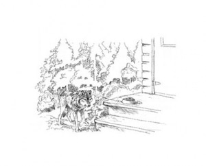 Wolves and Humans | International Wolf Center