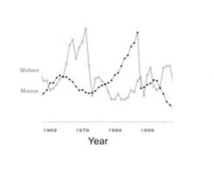 Basic Wolf Info | International Wolf Center