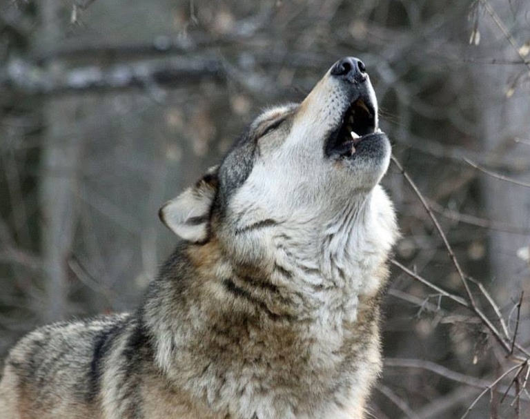 Wolf Biology and Behavior | International Wolf Center