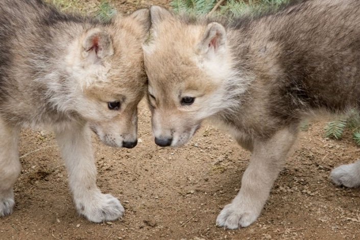 wolf-families | International Wolf Center