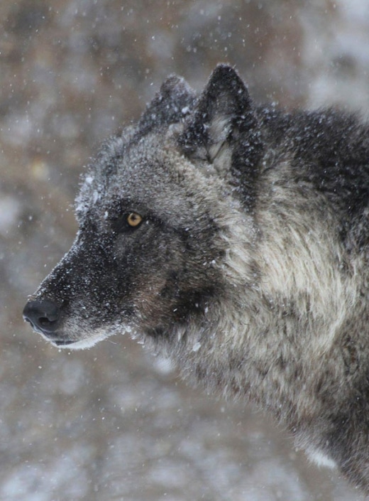 Wolves and Humans | International Wolf Center
