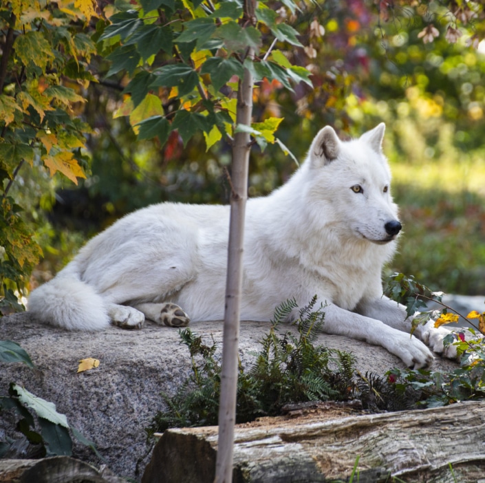 Meet Our Wolves | International Wolf Center