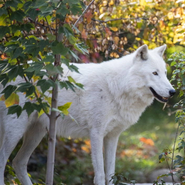 Meet Our Wolves | International Wolf Center