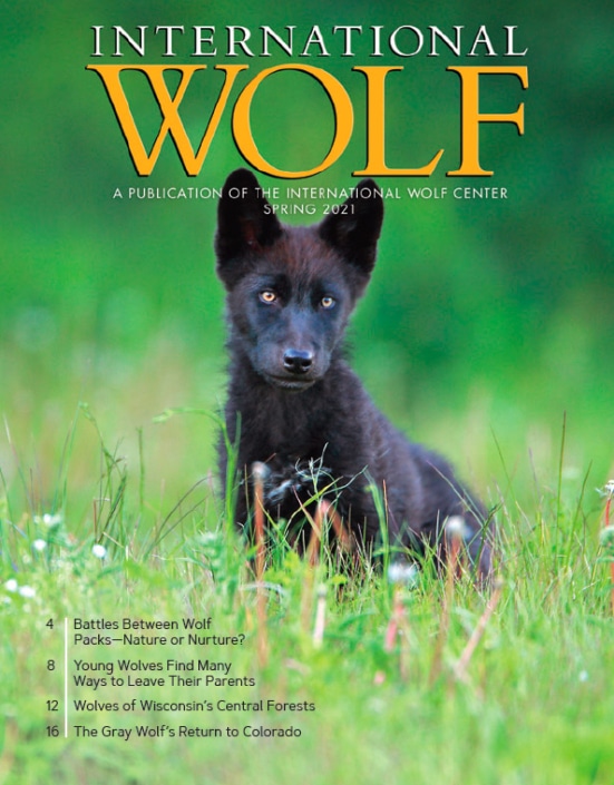 Battles between Wolf Packs | International Wolf Center