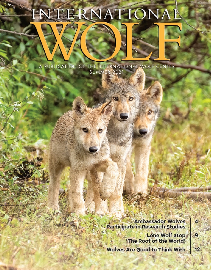 Ambassador Wolves Participate in Research Studies | International Wolf ...